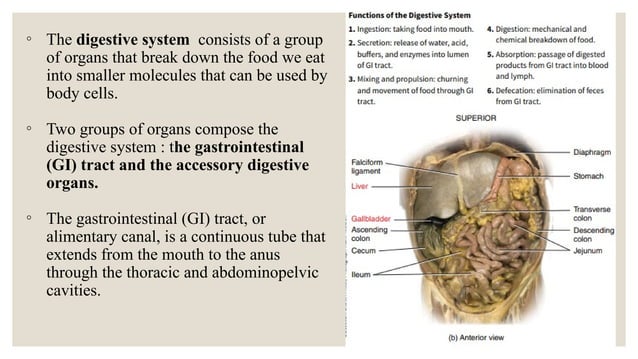 Digestive System with its layers .pptx