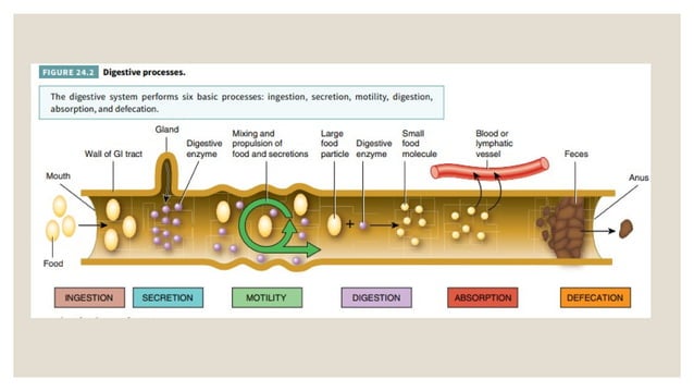 Digestive System with its layers .pptx