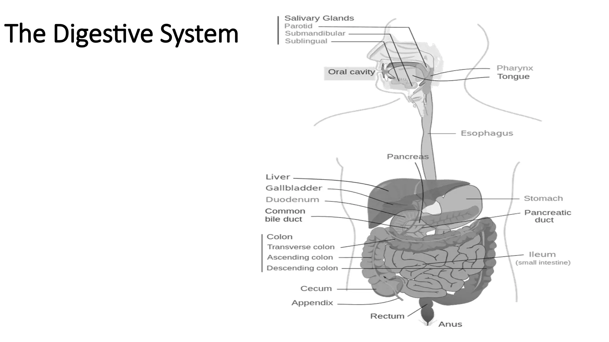 Digestive System in grade 8 students.pptx