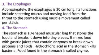Digestive System in grade 8 students.pptx