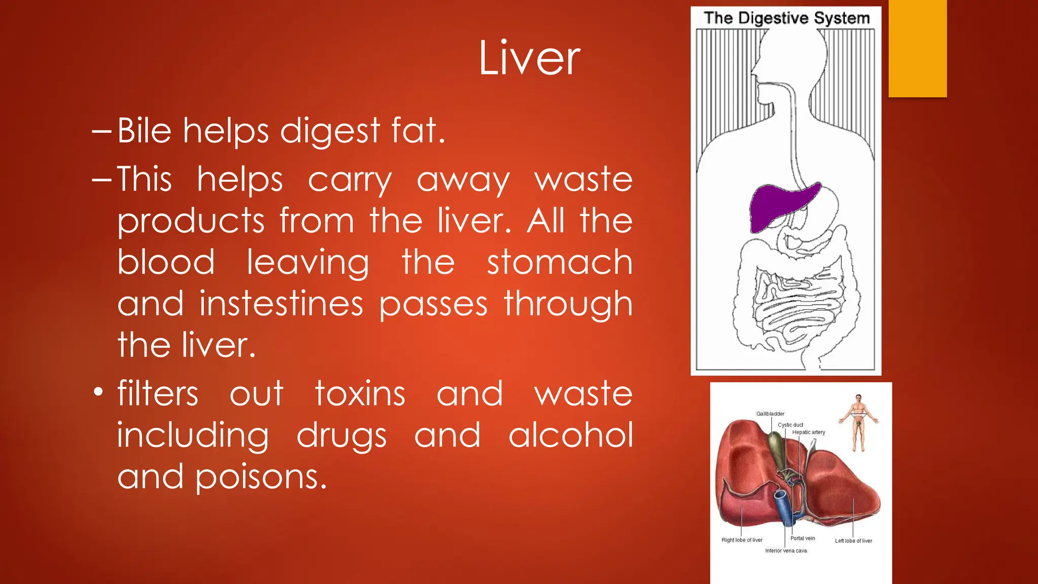 the human digestive system and its parts and functions | PPTX
