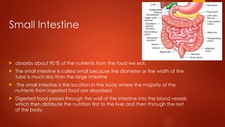the human digestive system and its parts and functions | PPTX