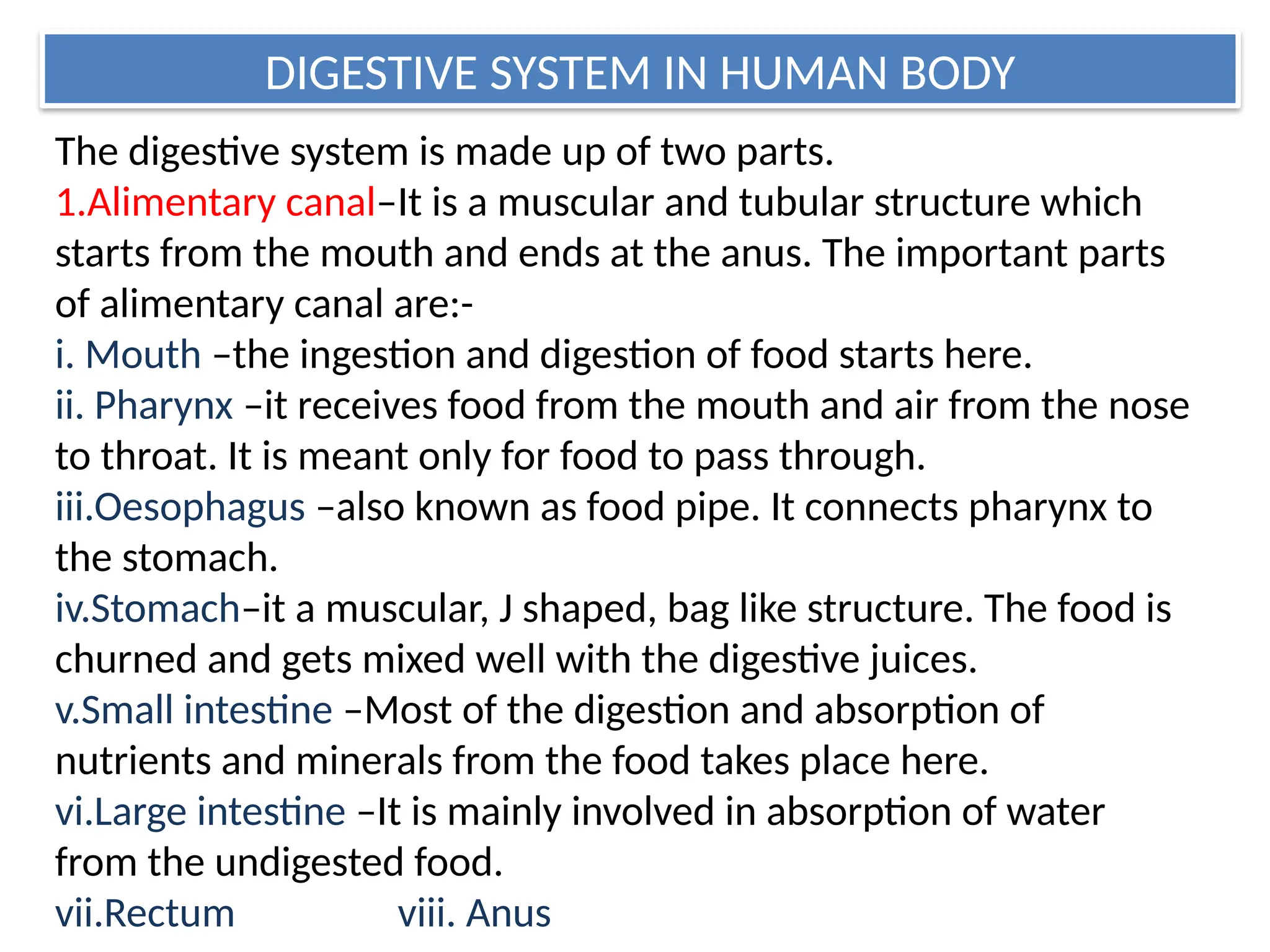 DIGESTIVE SYSTEM Of human body for class 5.pptx