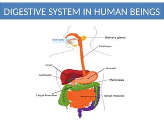 DIGESTIVE SYSTEM Of human body for class 5.pptx