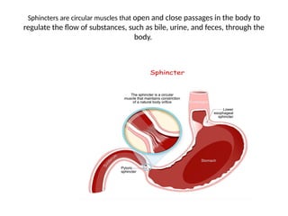 DIGESTIVE SYSTEM Of human body for class 5.pptx