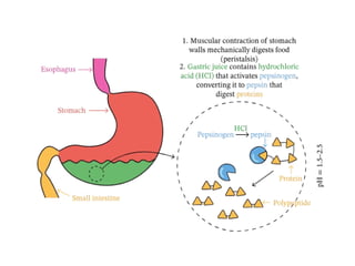 DIGESTIVE SYSTEM Of human body for class 5.pptx