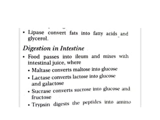DIGESTIVE SYSTEM Of human body for class 5.pptx