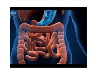 DIGESTIVE SYSTEM Of human body for class 5.pptx