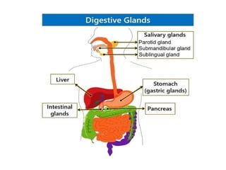 DIGESTIVE SYSTEM Of human body for class 5.pptx