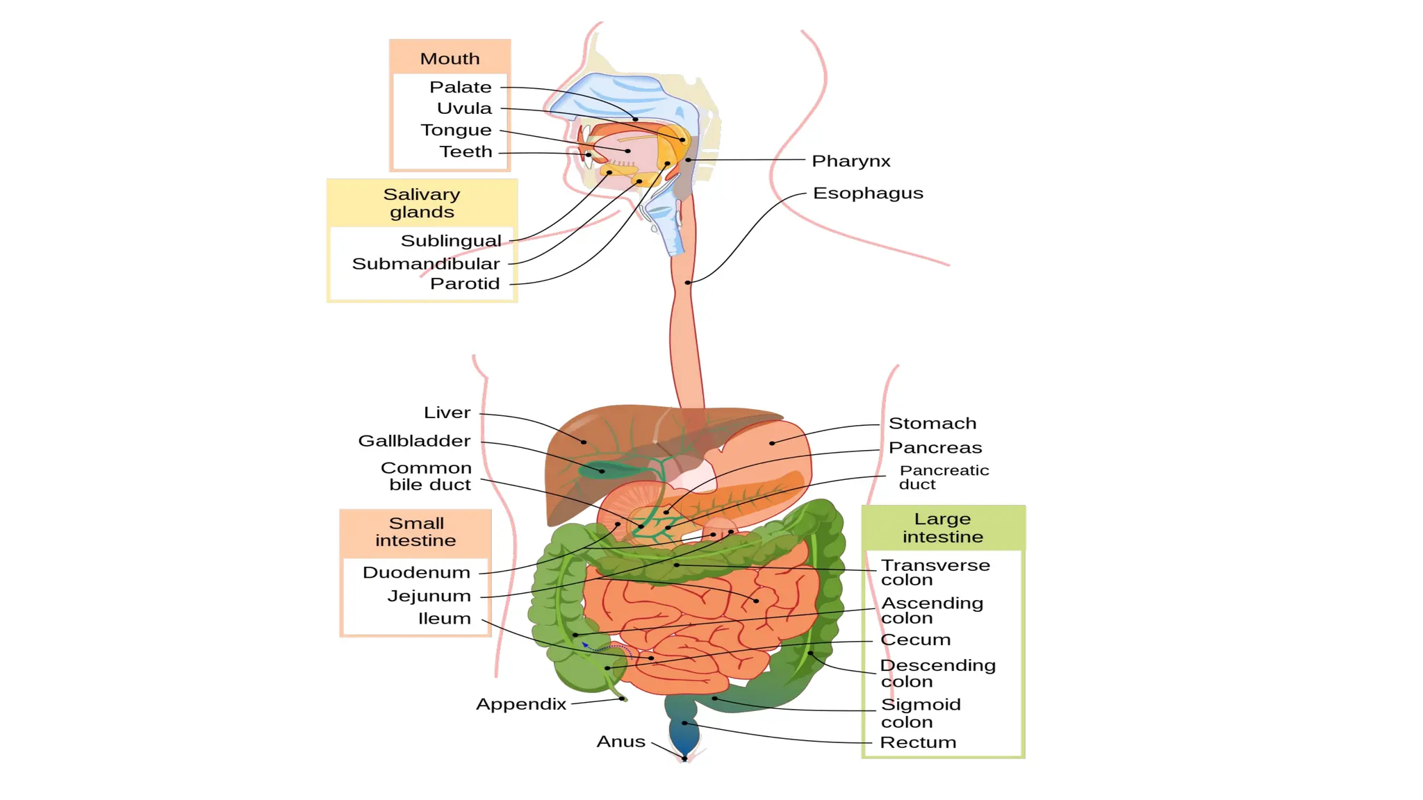 DIGESTIVE SYSTEM (Human Anatomy and Physiology)) | PPTX