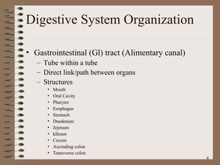 The digestive system of human body that you should know.ppt