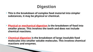 Digestive System powerpoint presentation | PPTX