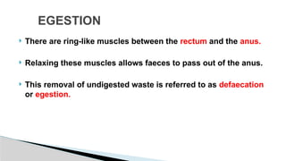 Digestive System powerpoint presentation | PPTX