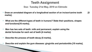 Digestive System powerpoint presentation | PPTX