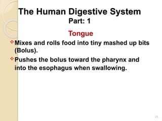 Digestive System Powerpoint Grade 8.pptx