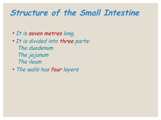 Digestive System-primary level (for school students)) | PPT