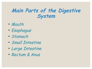 Digestive System-primary level (for school students)) | PPT