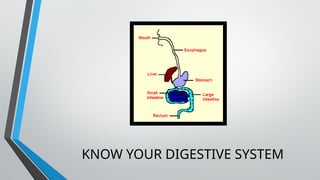 Digestive system simply explained for children with basic pathways. | PPTX