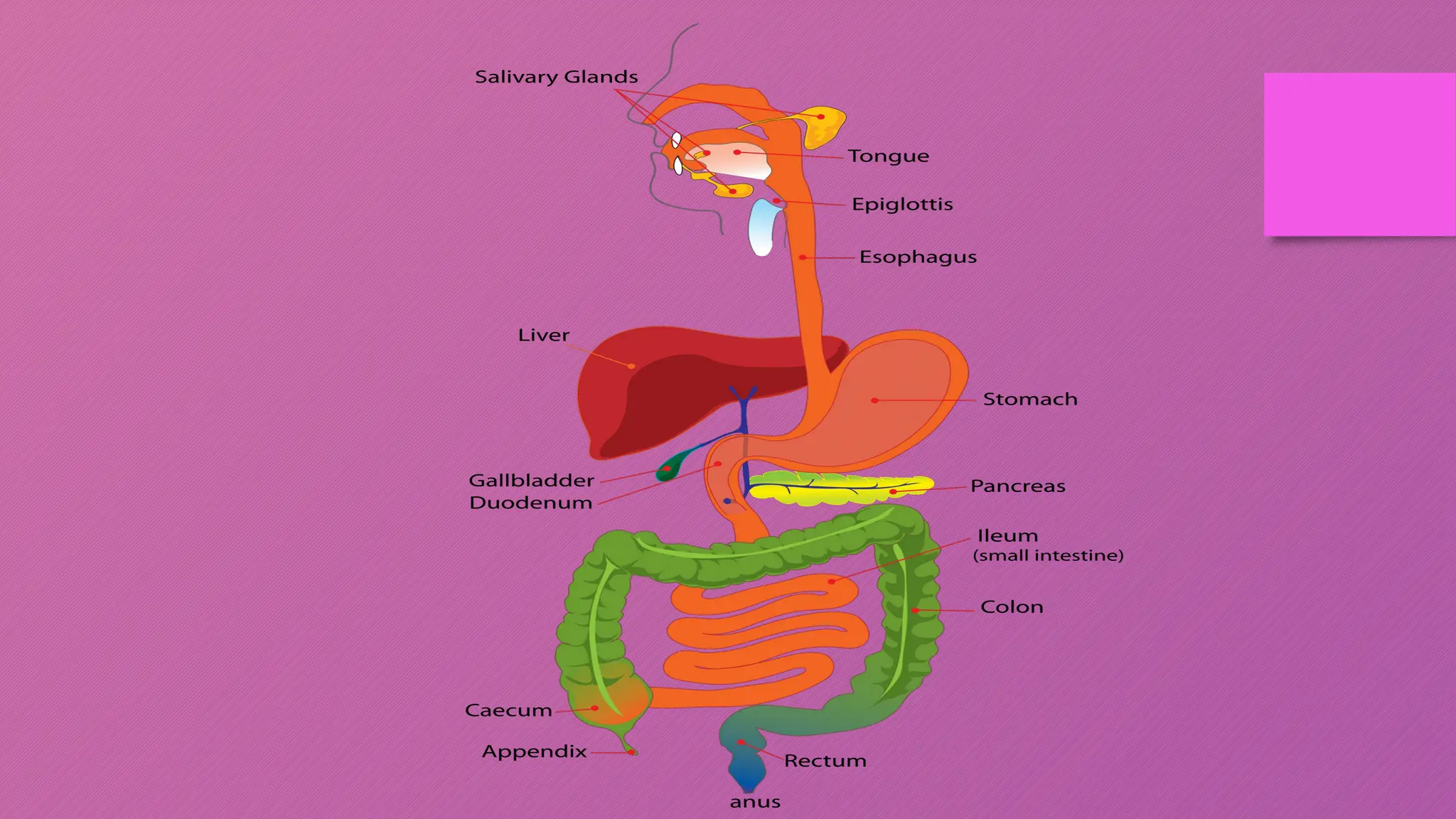 Introduction of Digestive system part -1 | PPTX