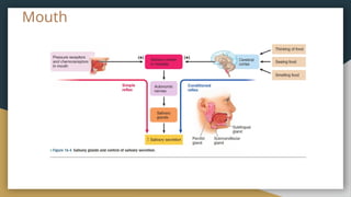 Rangkuman Lengkap Fisiologi dan Histologi Sistem Digestif | PPTX