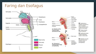 Rangkuman Lengkap Fisiologi dan Histologi Sistem Digestif | PPTX