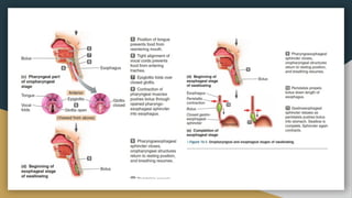 Rangkuman Lengkap Fisiologi dan Histologi Sistem Digestif | PPTX