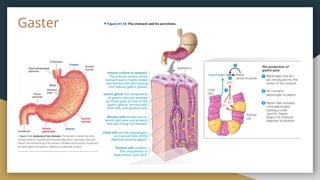 Rangkuman Lengkap Fisiologi dan Histologi Sistem Digestif | PPTX