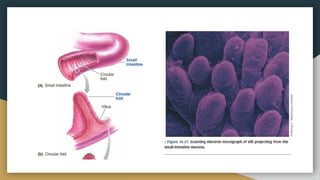 Rangkuman Lengkap Fisiologi dan Histologi Sistem Digestif | PPTX