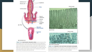 Rangkuman Lengkap Fisiologi dan Histologi Sistem Digestif | PPTX