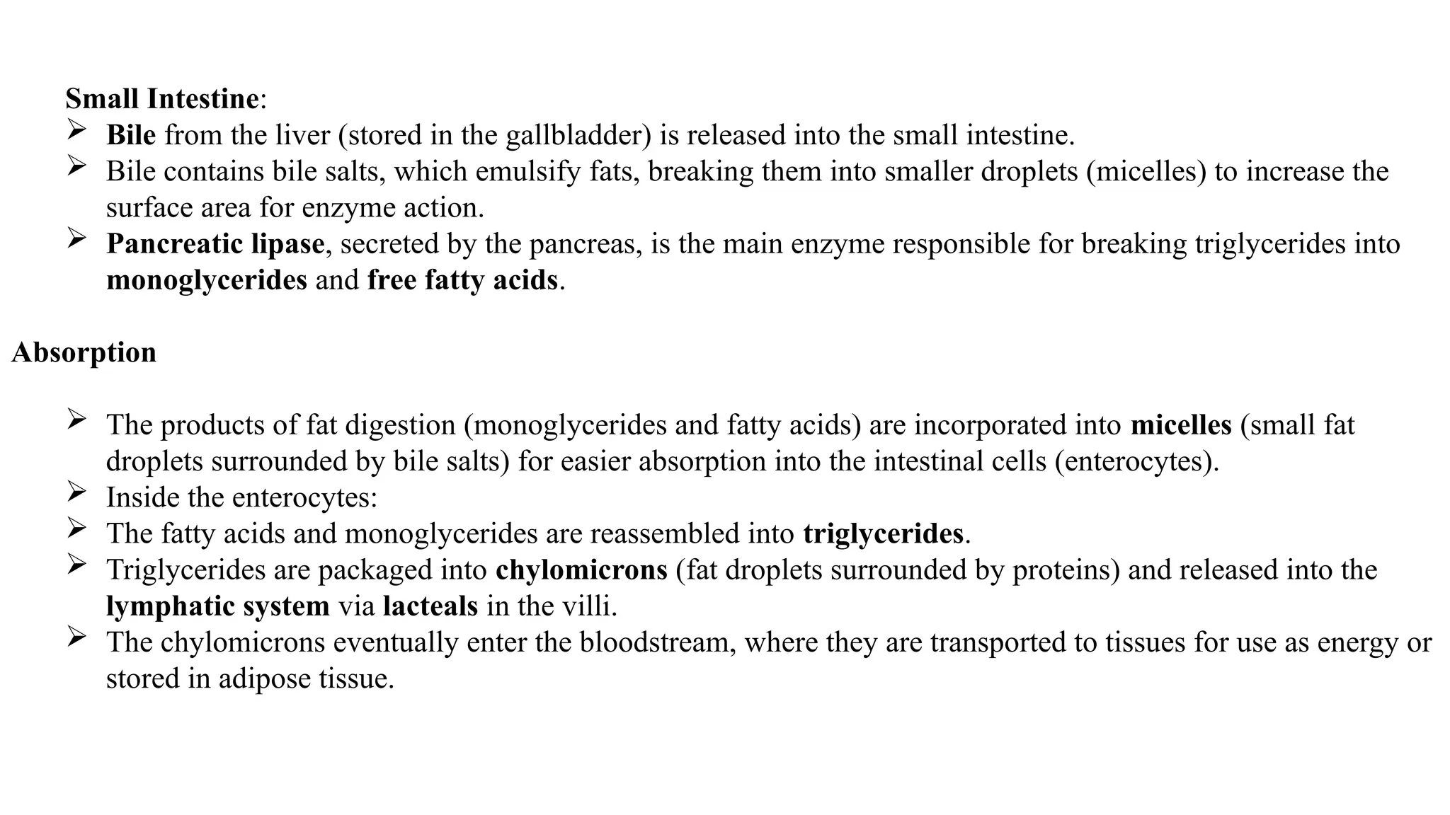 Digestive System of human body which help to digest food | PPTX