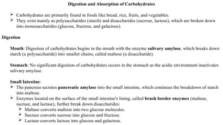 Digestive System of human body which help to digest food | PPTX