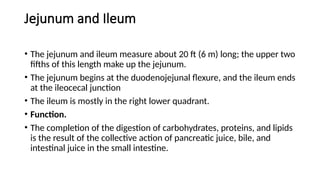 Anatomy and blood supply of Digestive system.pptx