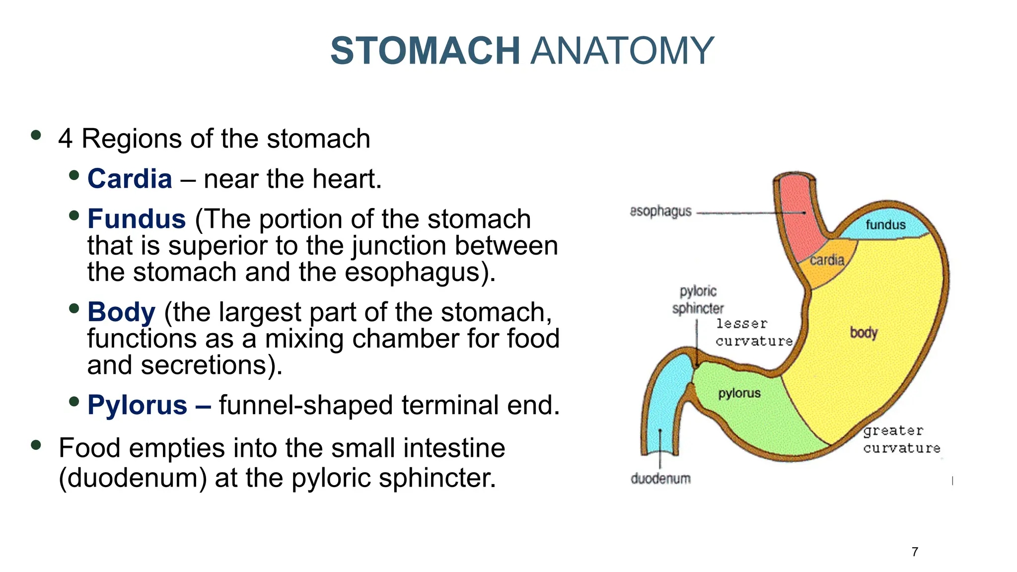 Digestive System.pptx about anatomy for pharmacy students | PPTX