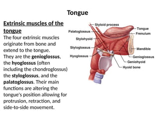 Digestive system anatomy Russian Mari pp | PPTX