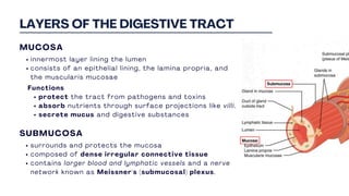 Comprehensive Overview of the Human Digestive System and Histology | PDF