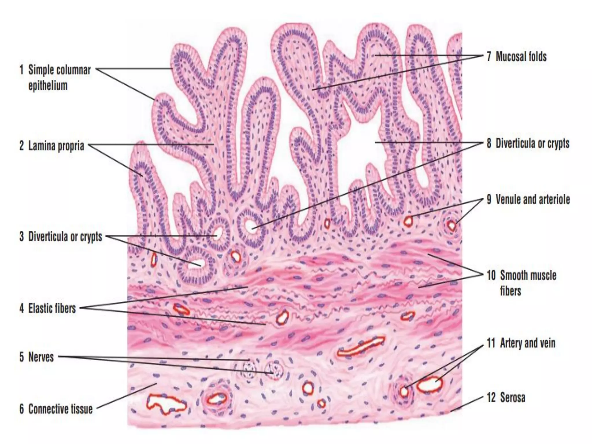 histology of Digestive system 3 | PPT