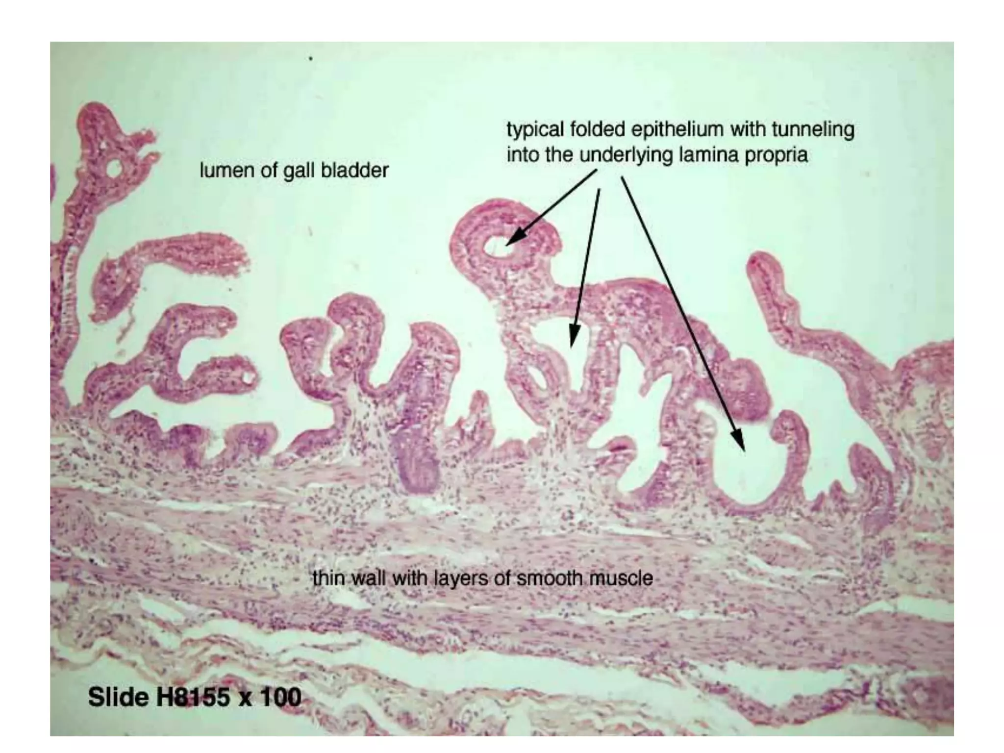histology of Digestive system 3 | PDF