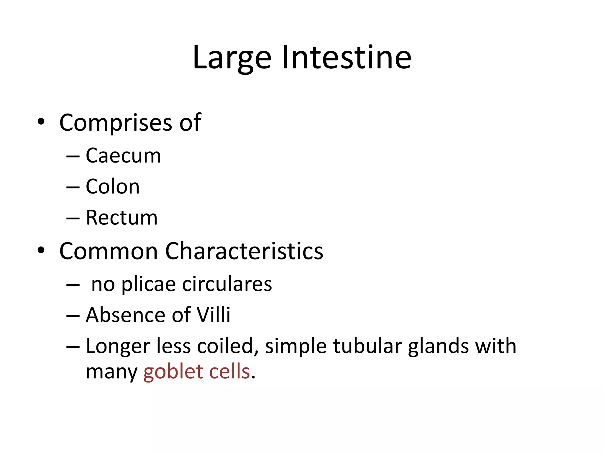 histology of Digestive system 3 | PDF