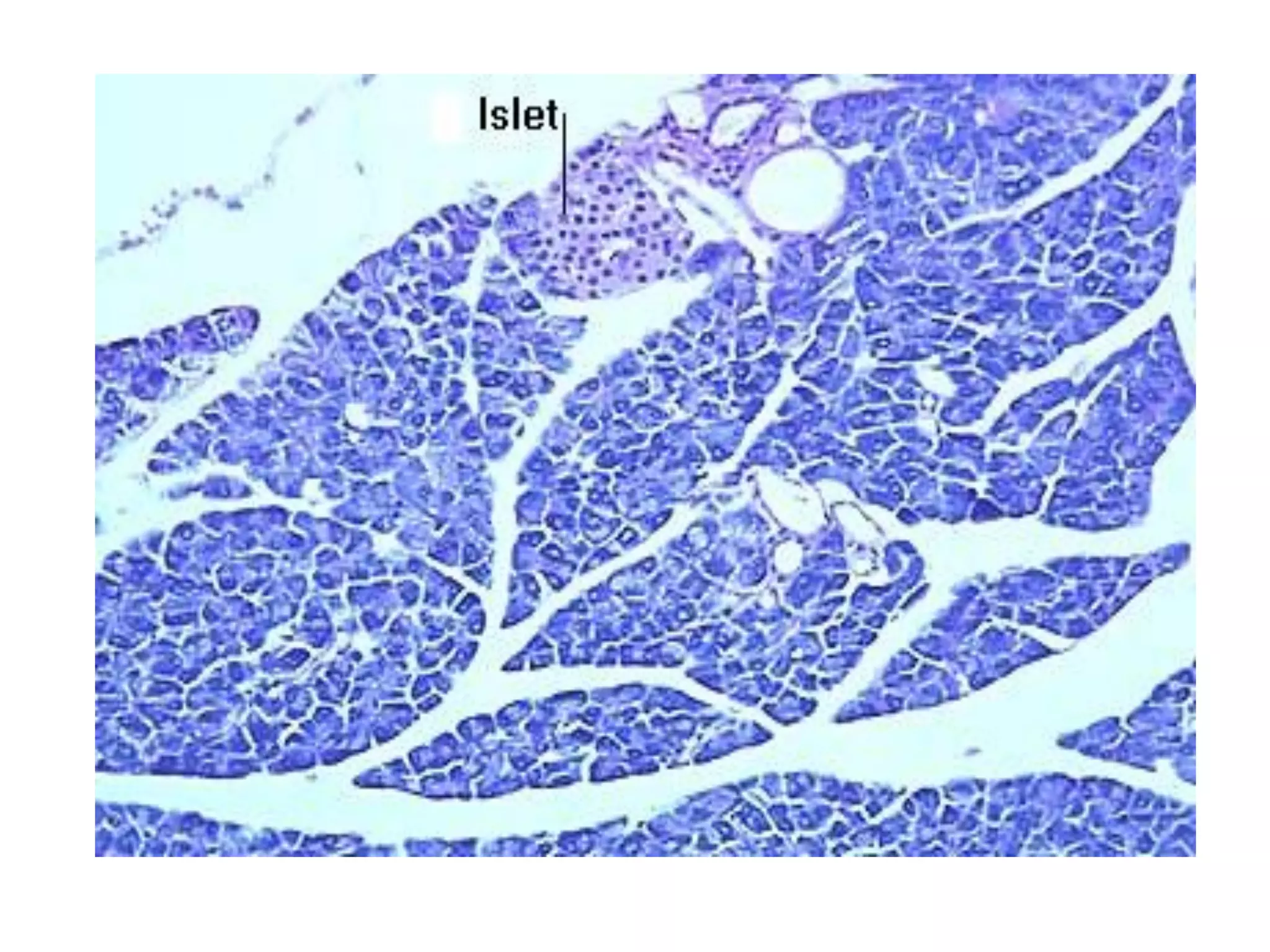 histology of Digestive system 3 | PDF