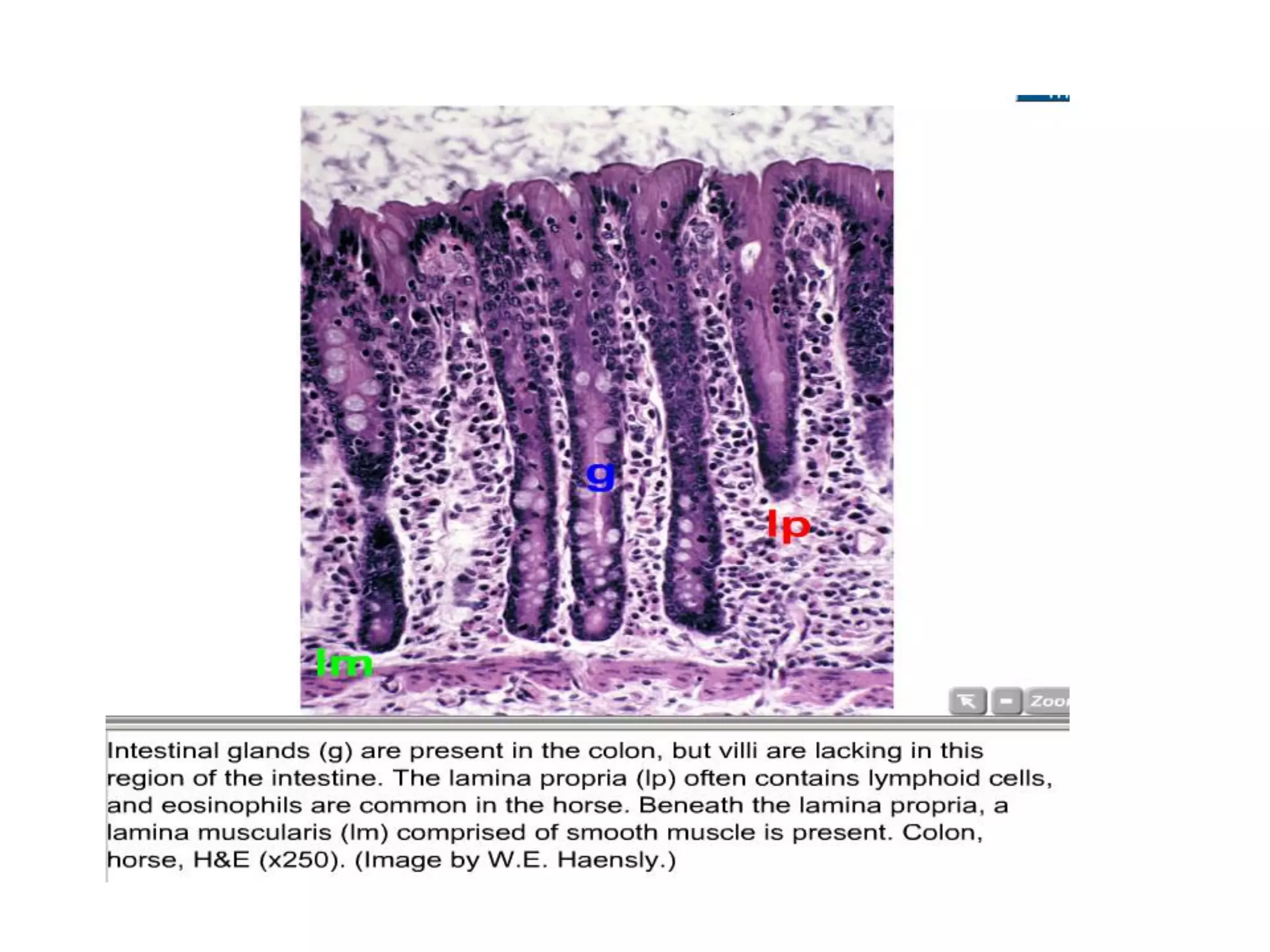 histology of Digestive system 3 | PDF
