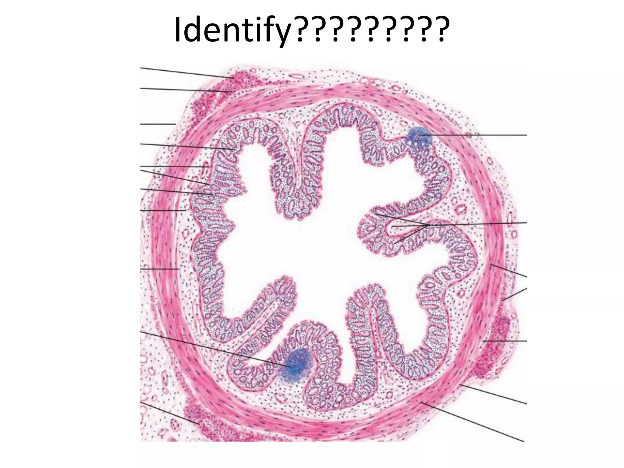 histology of Digestive system 3 | PDF