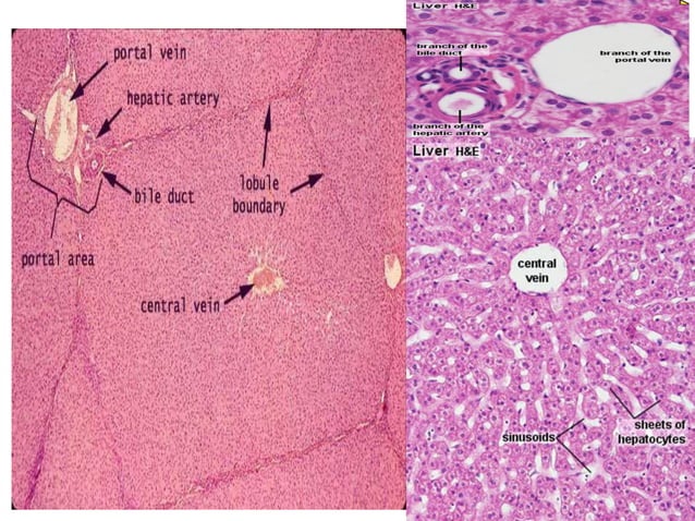 histology of Digestive system 3 | PPT