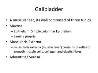histology of Digestive system 3 | PPT