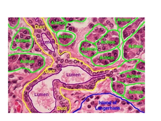 histology of Digestive system 3 | PPT