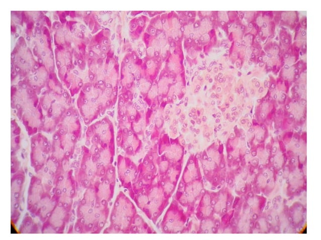 histology of Digestive system 3 | PPT