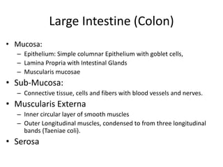 histology of Digestive system 3 | PPT