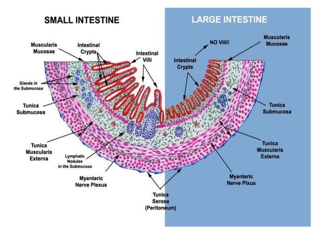 histology of Digestive system 3 | PPT
