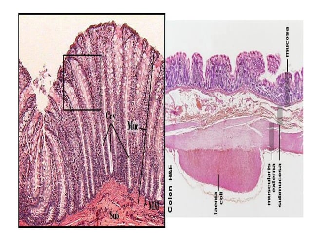 histology of Digestive system 3 | PPT