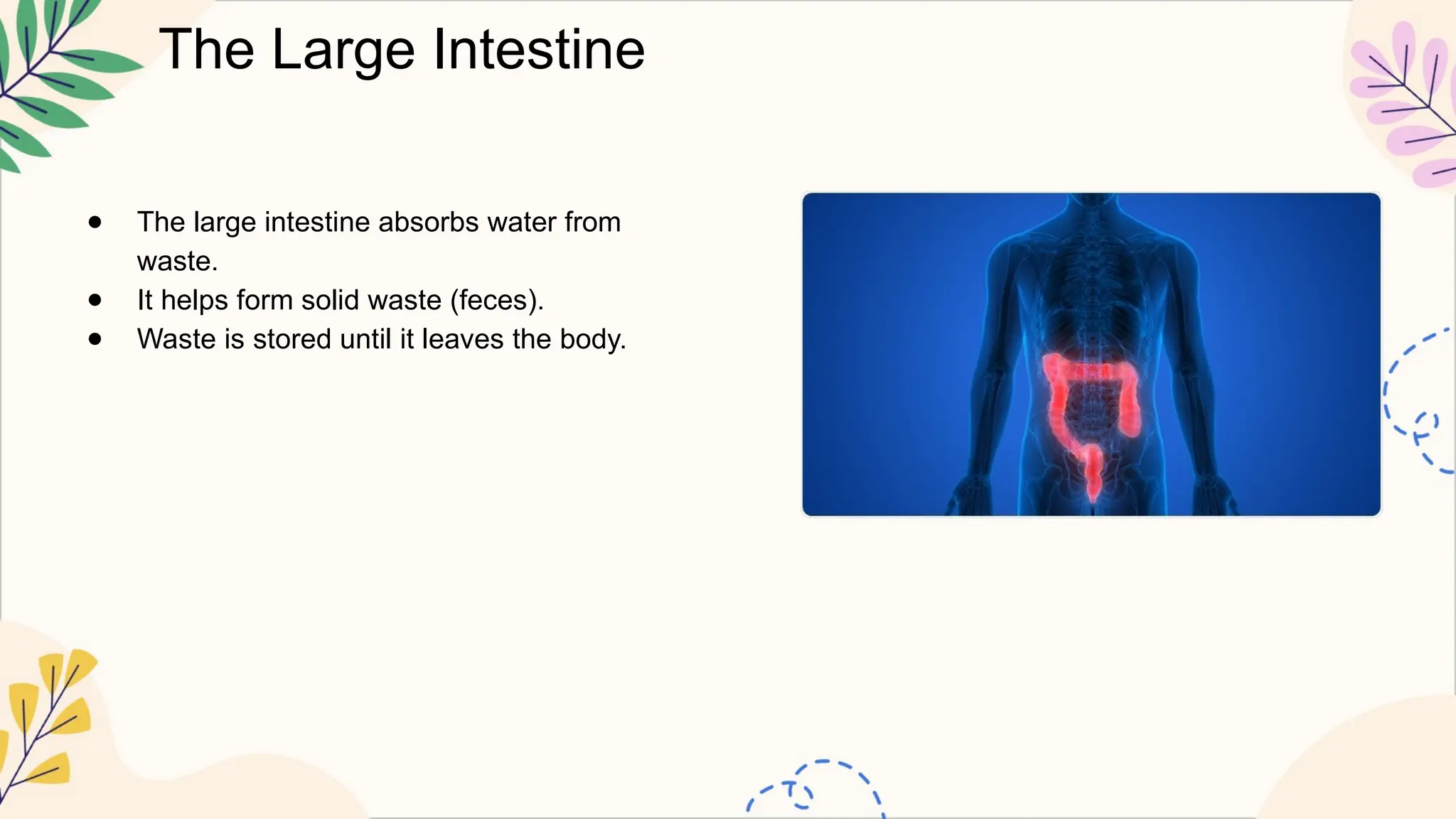 Digestive System - 6th grade........pptx