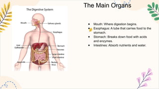 Digestive System - 6th grade........pptx